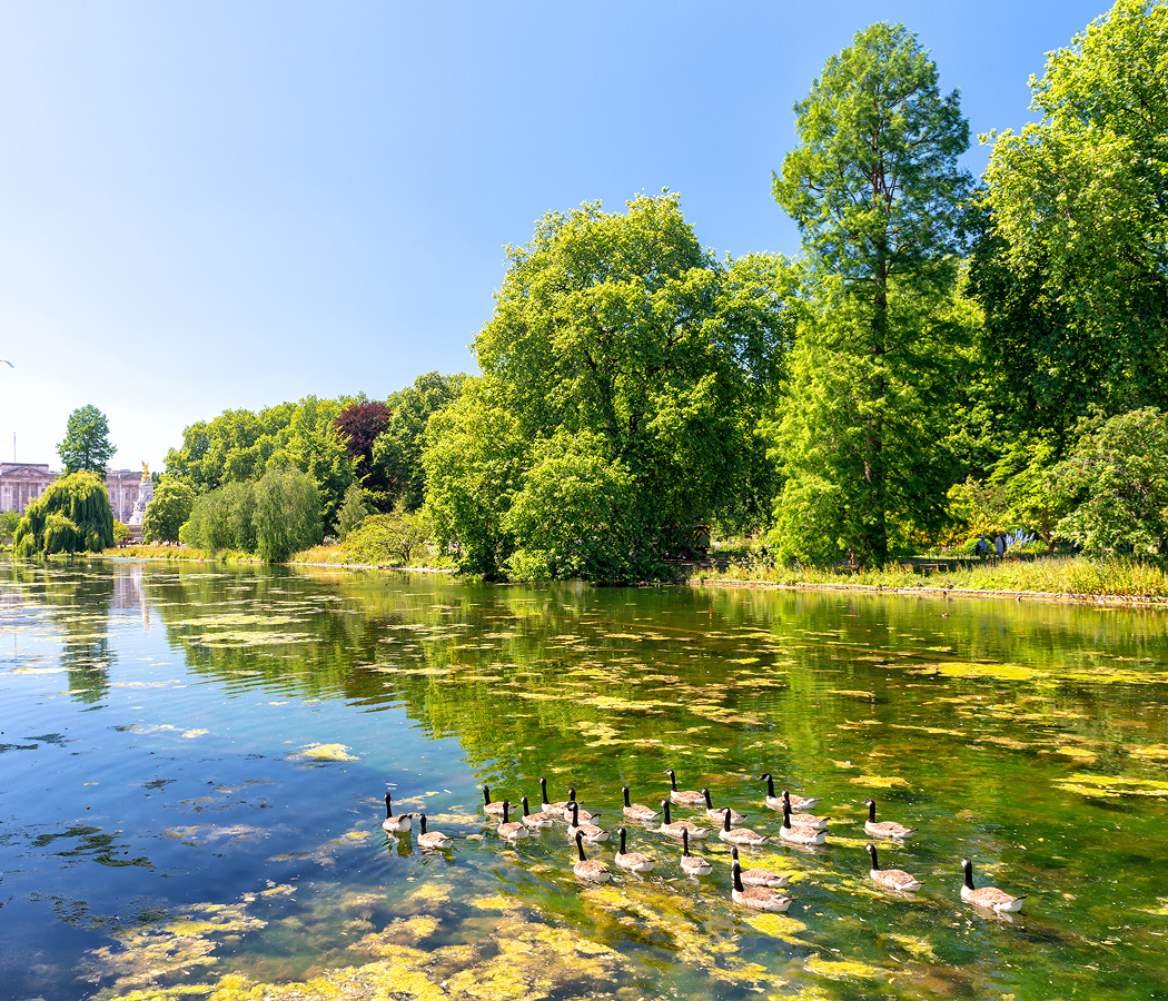 Why Hyde Park slows the city - Foresyte Travel