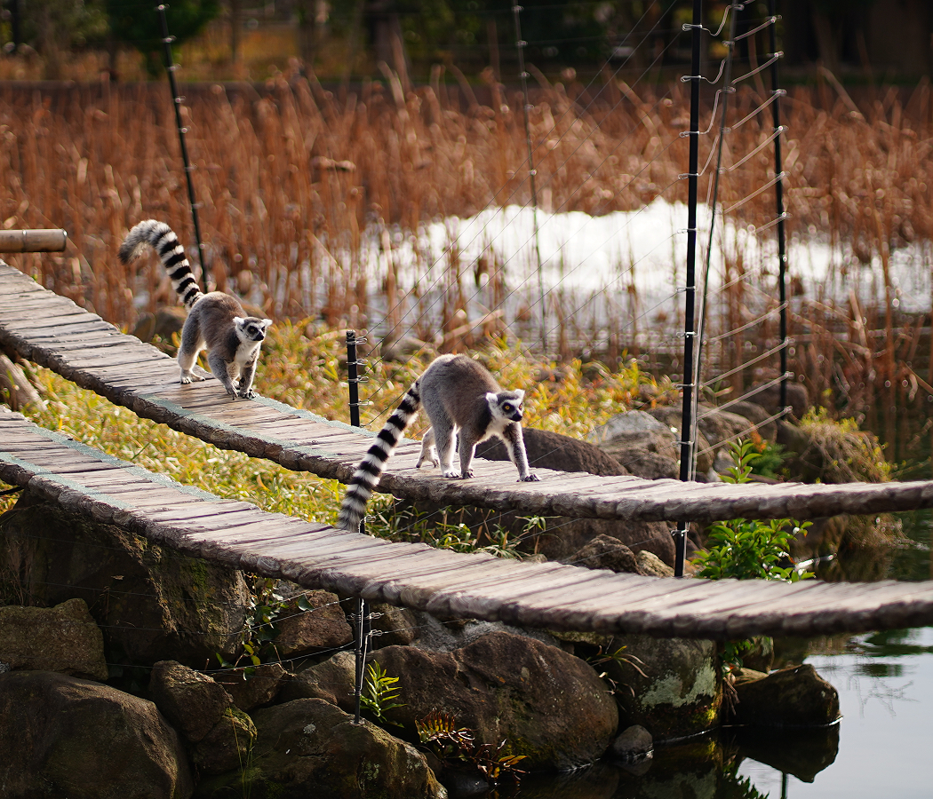Why Ueno Zoo is Tokyo’s wild heart - Foresyte Travel