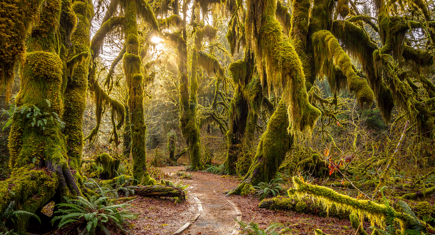 Hoh Rain Forest