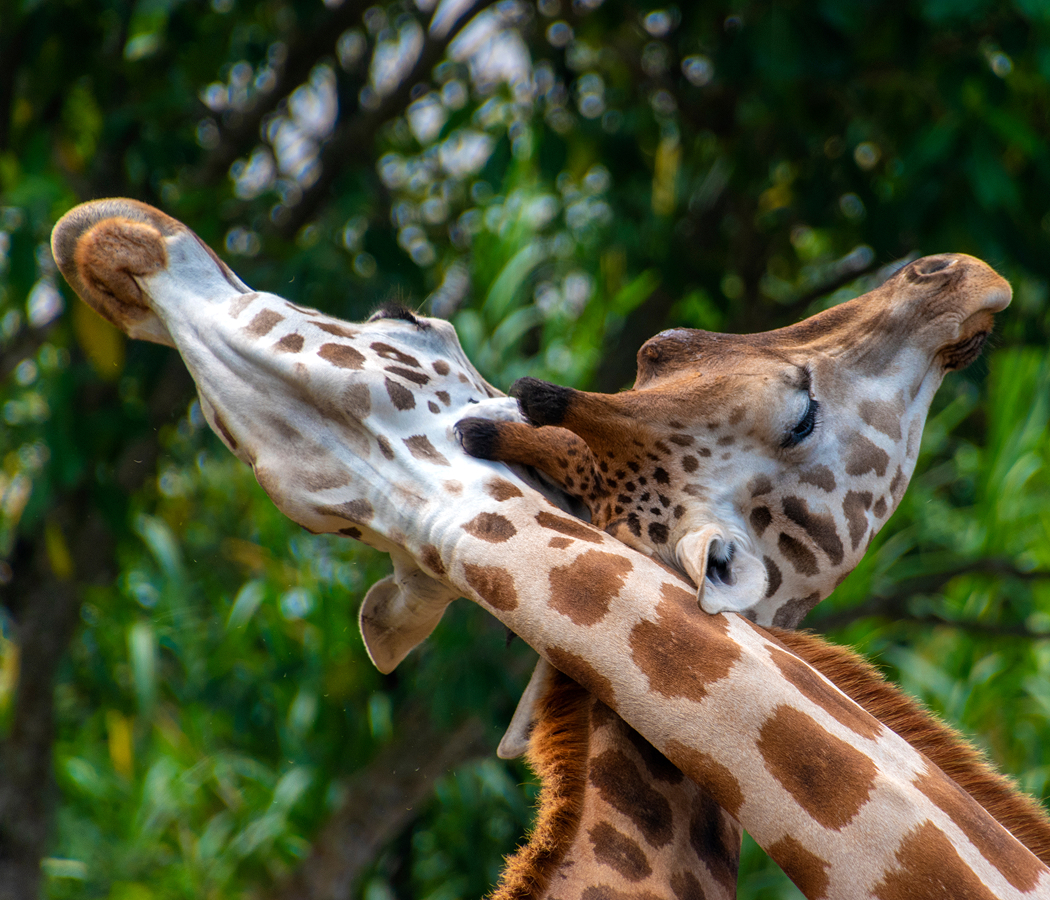 Oregon Zoo